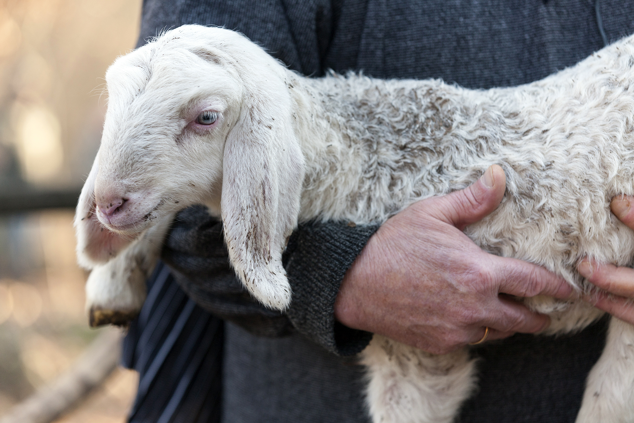 The Lesson Of The Lambs In Leviticus In God s Image